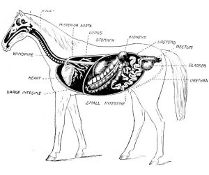 Horse Anatomy 101: Complete Guide With Diagram