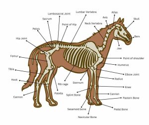 Horse Anatomy 101: Complete Guide With Diagram