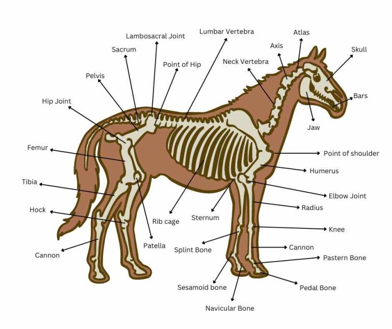 Horse Anatomy 101: Complete Guide With Diagram