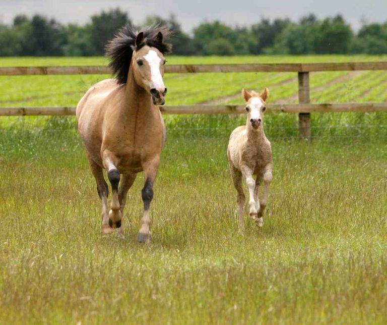 What Is Female Horse Called? All 6 Names - LoveYouHorse.com