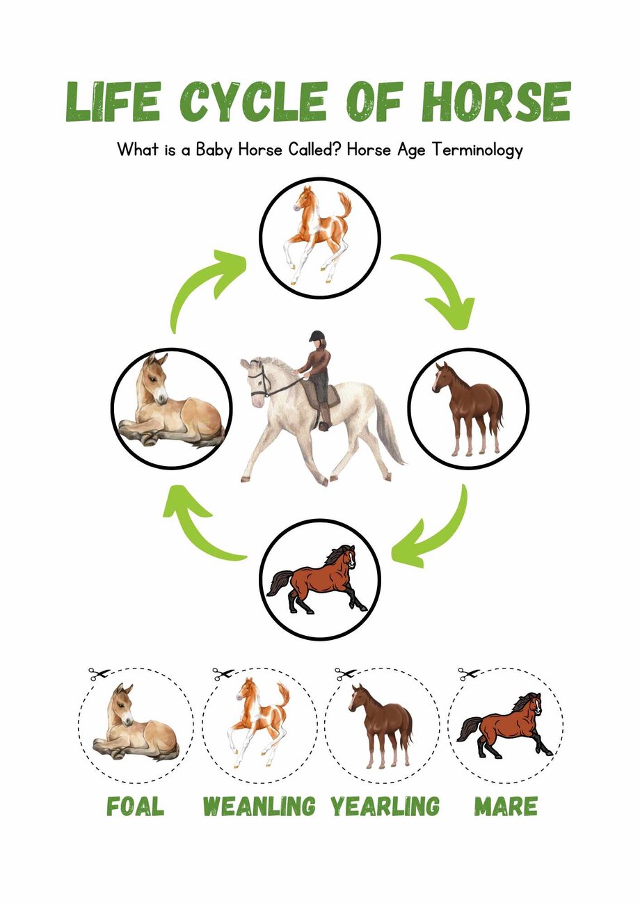 5 Life Stages of Horses: What Are Baby Horses Really Called?