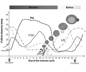 How Do Horses Mate? - A Veterinarian Explains!