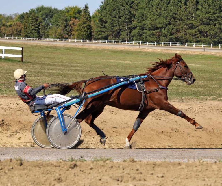 10 Different Types of Horse Racing - LoveYouHorse.com