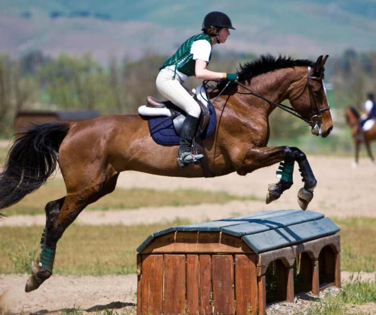 10 Different Types of Horse Racing - LoveYouHorse.com