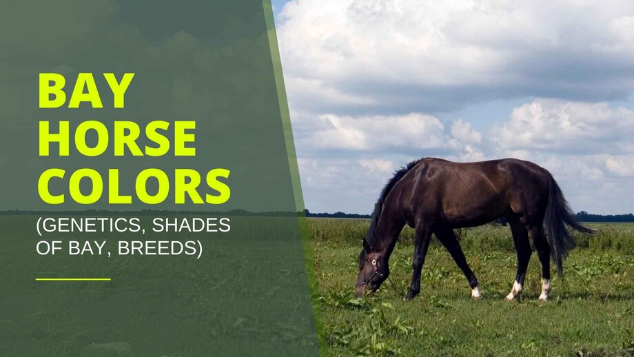 How Do Horses Mate? - A Veterinarian Explains!